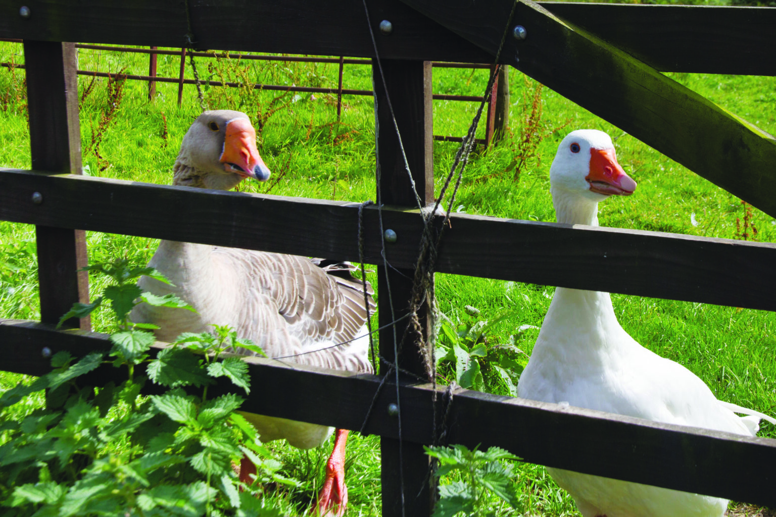 Practical Uses for Domesticated Geese - Backyard Poultry